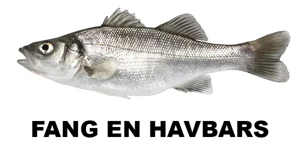Fang en havbars - Find fiskegrej og udstyr til havbarsfiskeri her